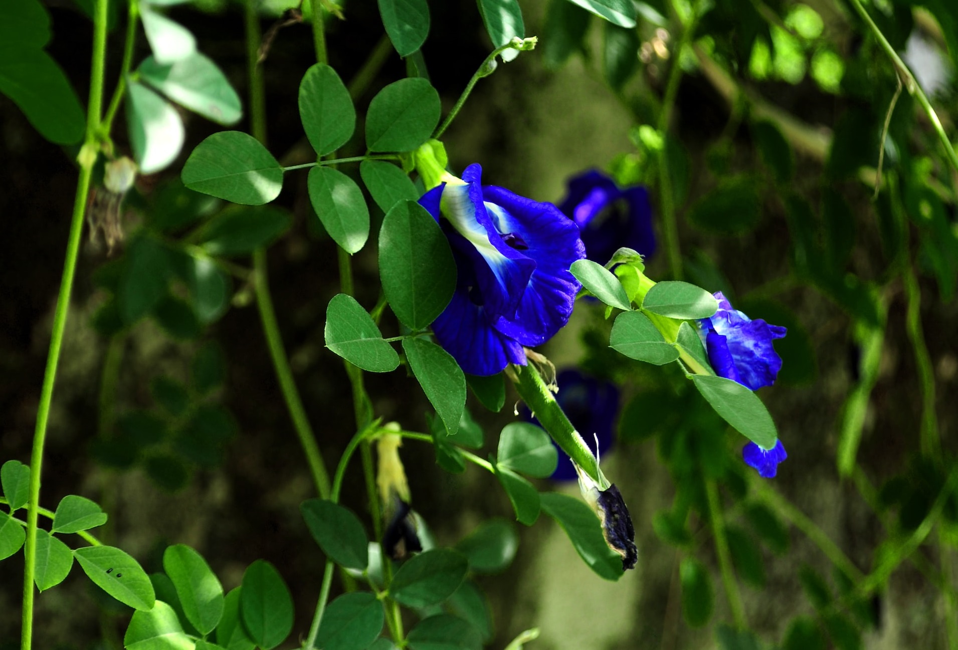 Connaissez-vous la Clitoria, une plante aux multiples bienfaits pour ...